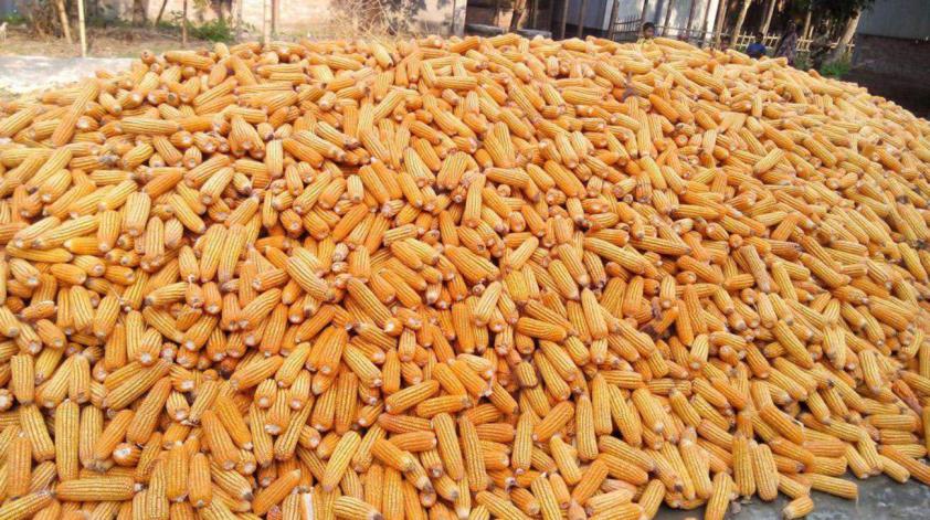 high_yield_maize | バングラデシュの最新情報・ニュース：BDD News